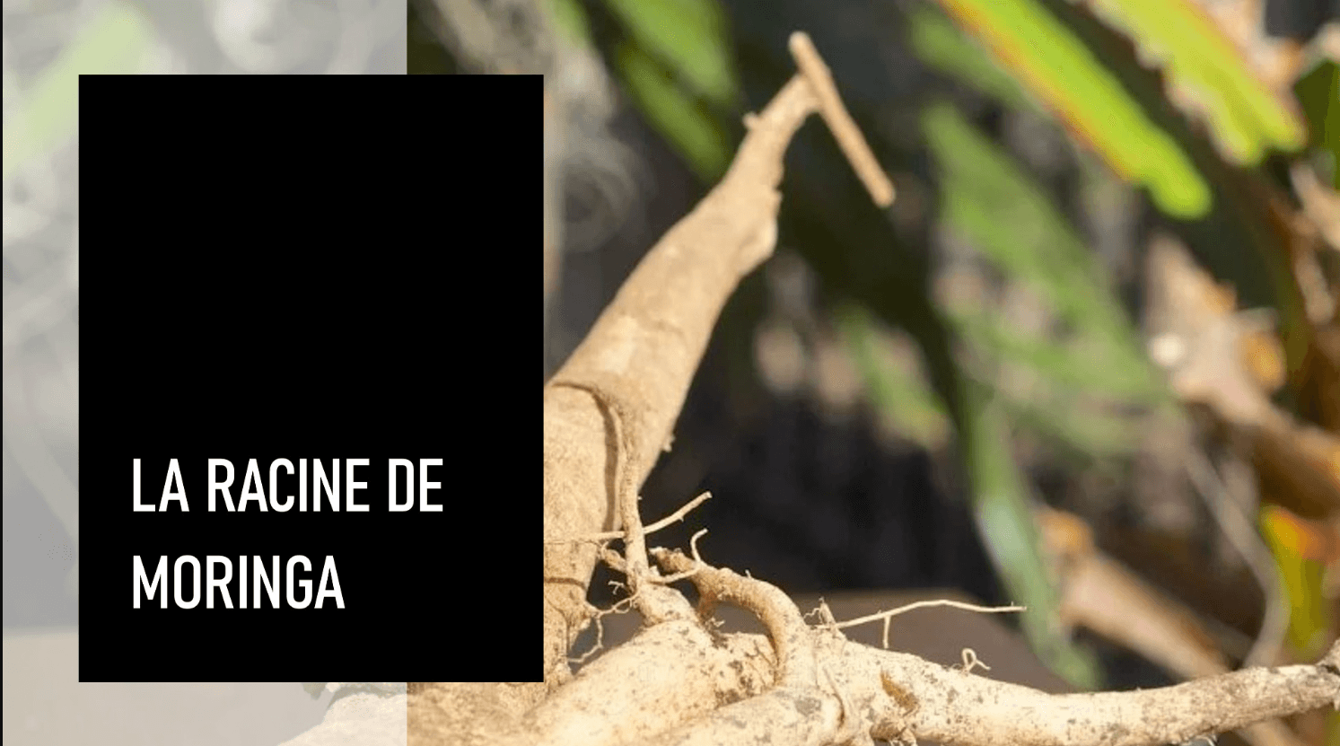 Racine de moringa bienfaits : à manipuler avec précaution